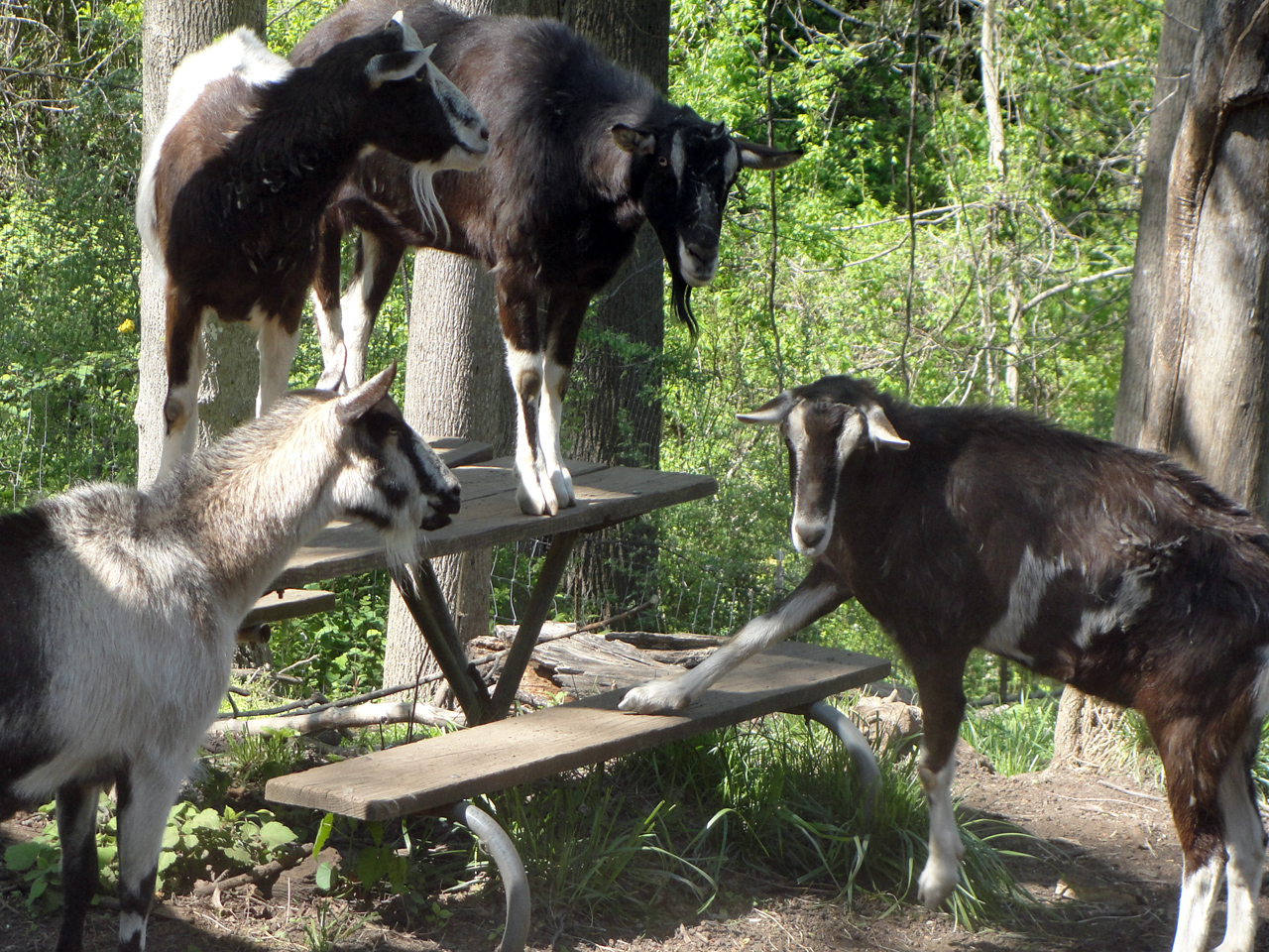 Kick, the Cemetery Goat - Old City Cemetery